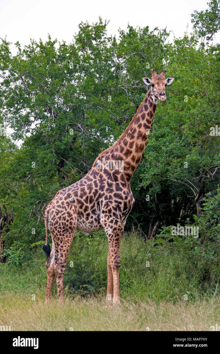 Portrait single giraffe standing in front of green trees at Imfolozi ...