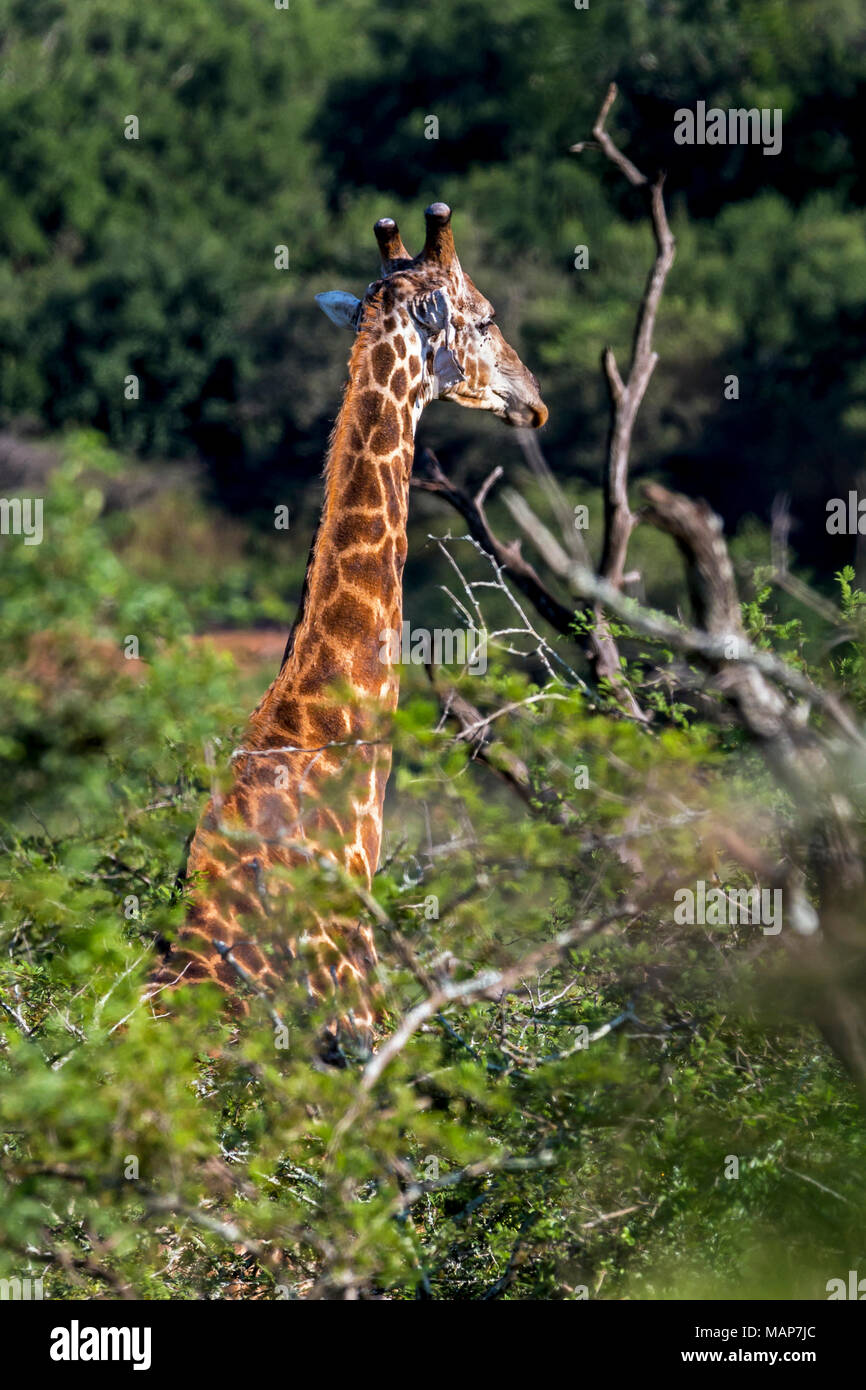 Animal long neck sticking out hi-res stock photography and images - Alamy