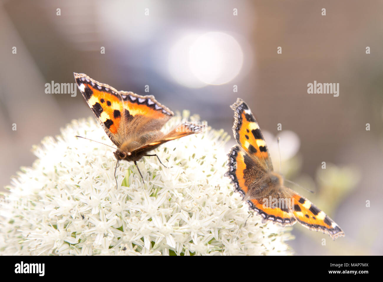 Two Small Tortoiseshell butterflies (Aglais urticae) land on a white ...