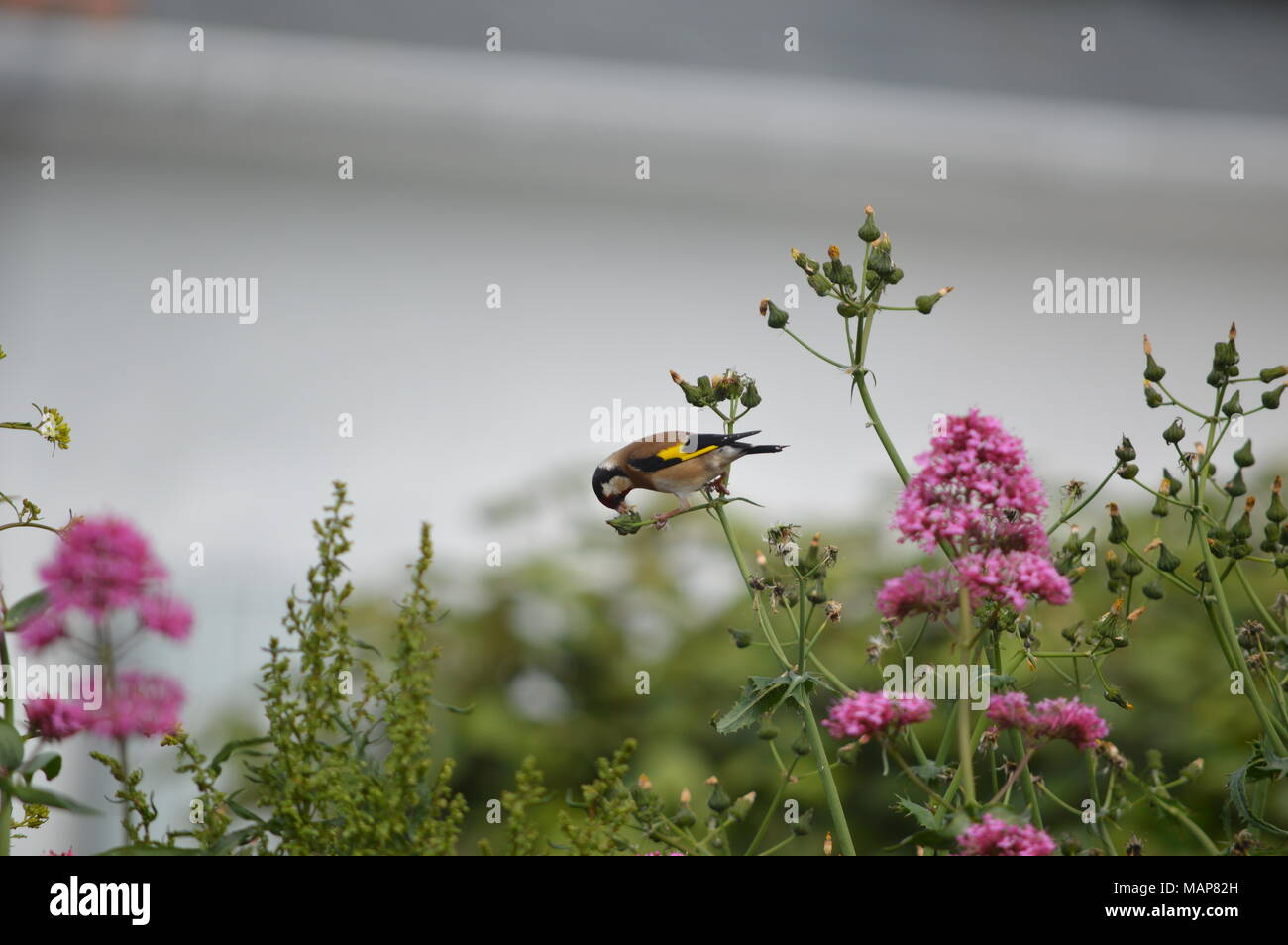 Goldfinch England Cornwall Cornish Flower Bird wildlife UK Stock Photo ...