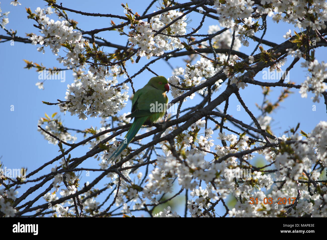London parakeet hi-res stock photography and images - Alamy