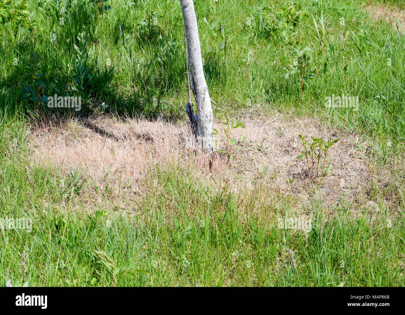 Sprouted grass around a young tree. The trunk of a young tree Stock ...