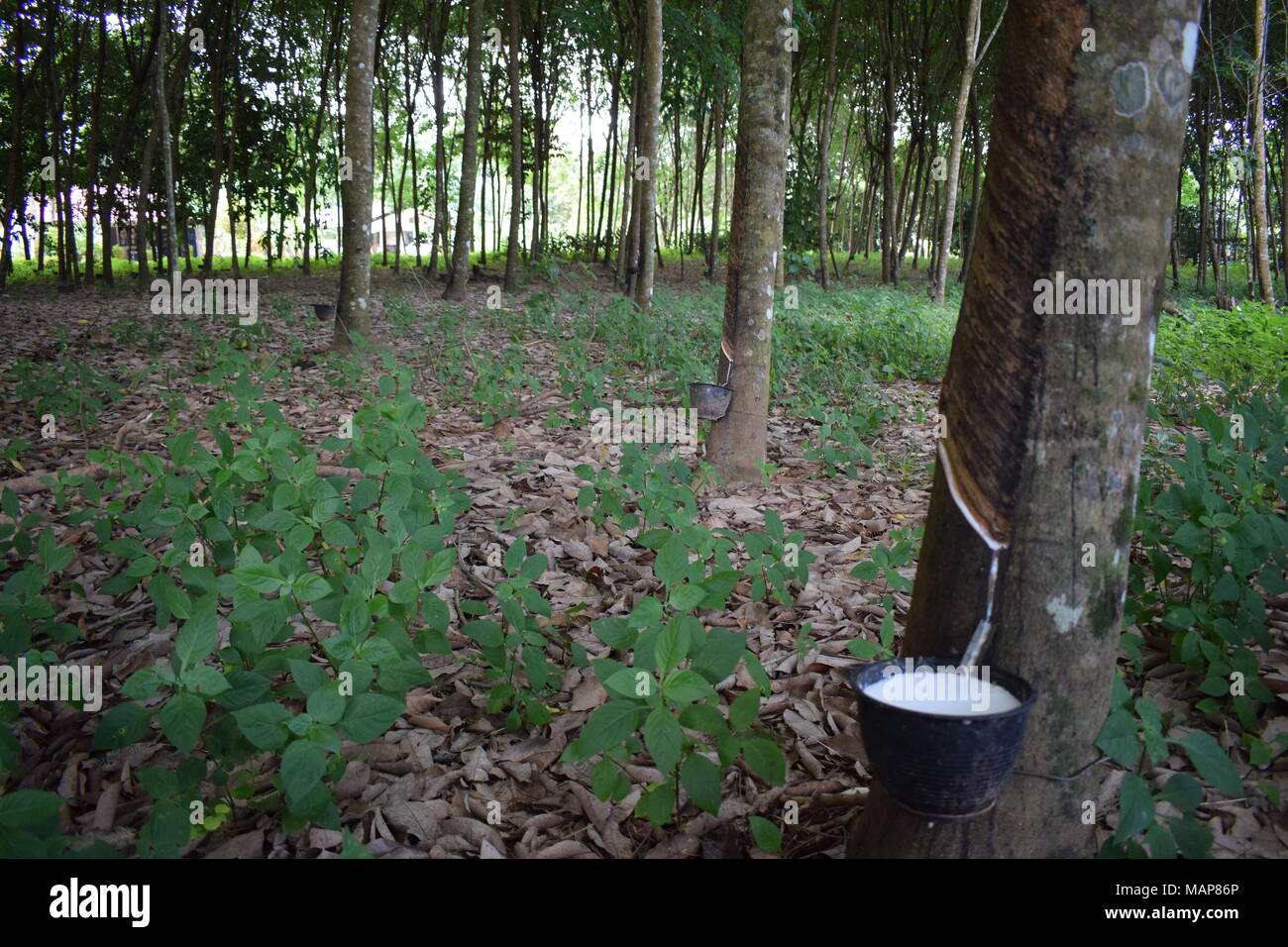 rubber tree tapping in thailand Stock Photo - Alamy