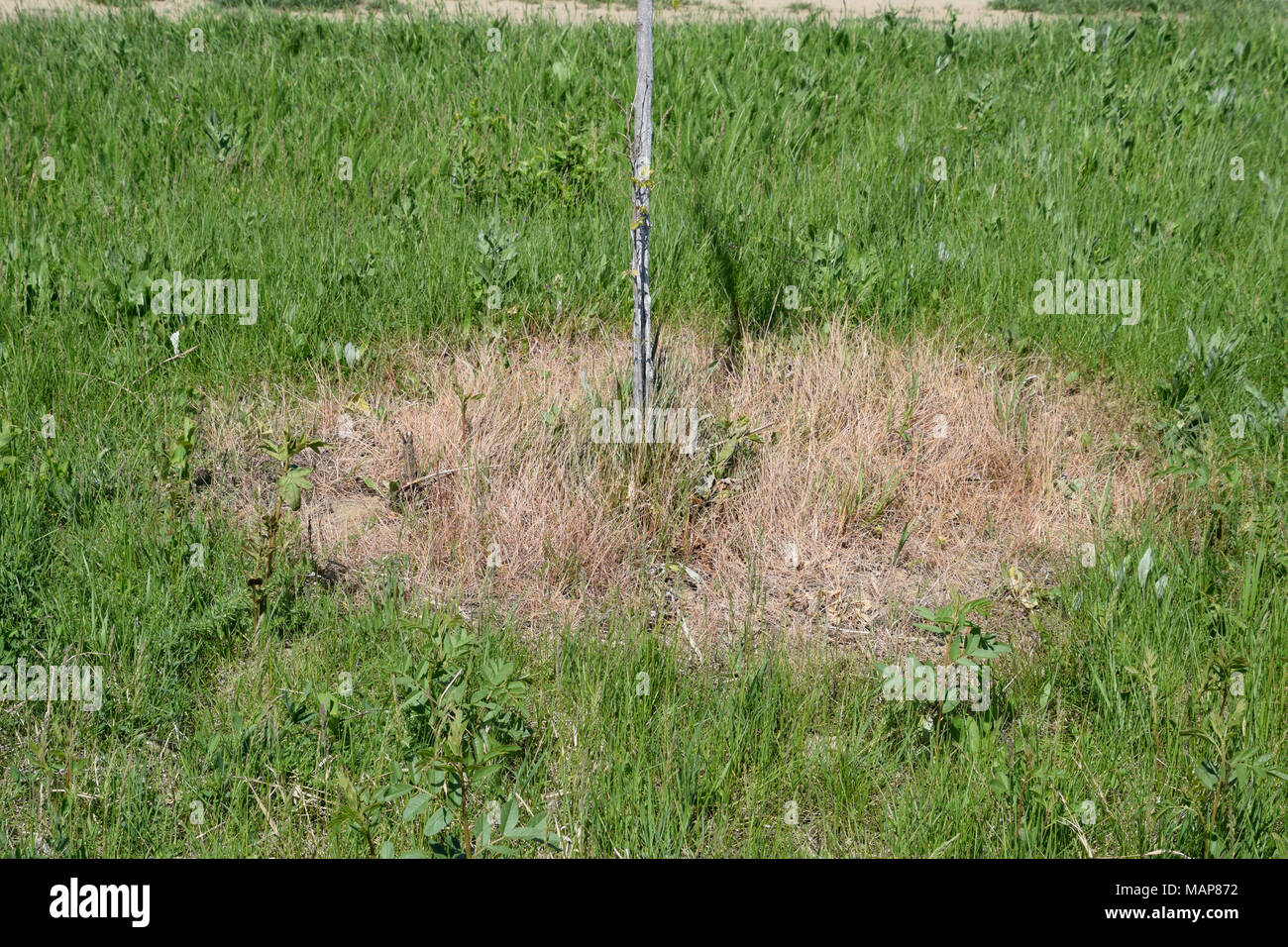 Sprouted grass around a young tree. The trunk of a young tree Stock ...