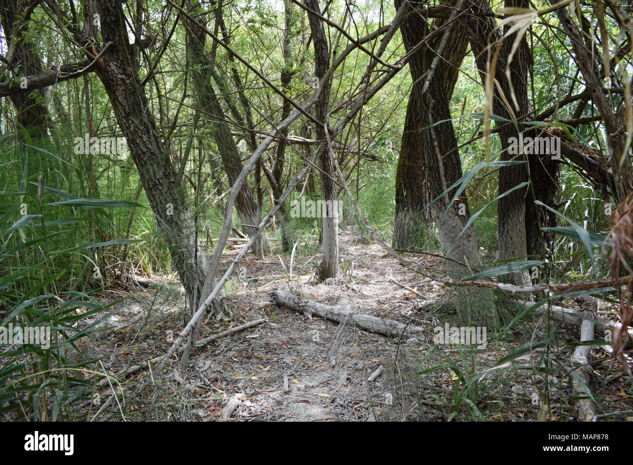 wild boar tracks in italy forest woods Stock Photo - Alamy