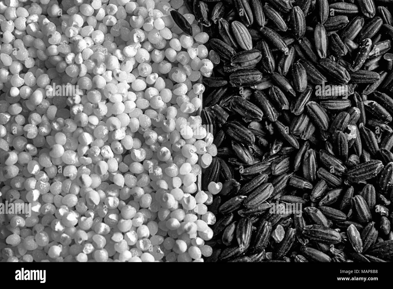 Italian millet Black and White Stock Photos & Images - Alamy