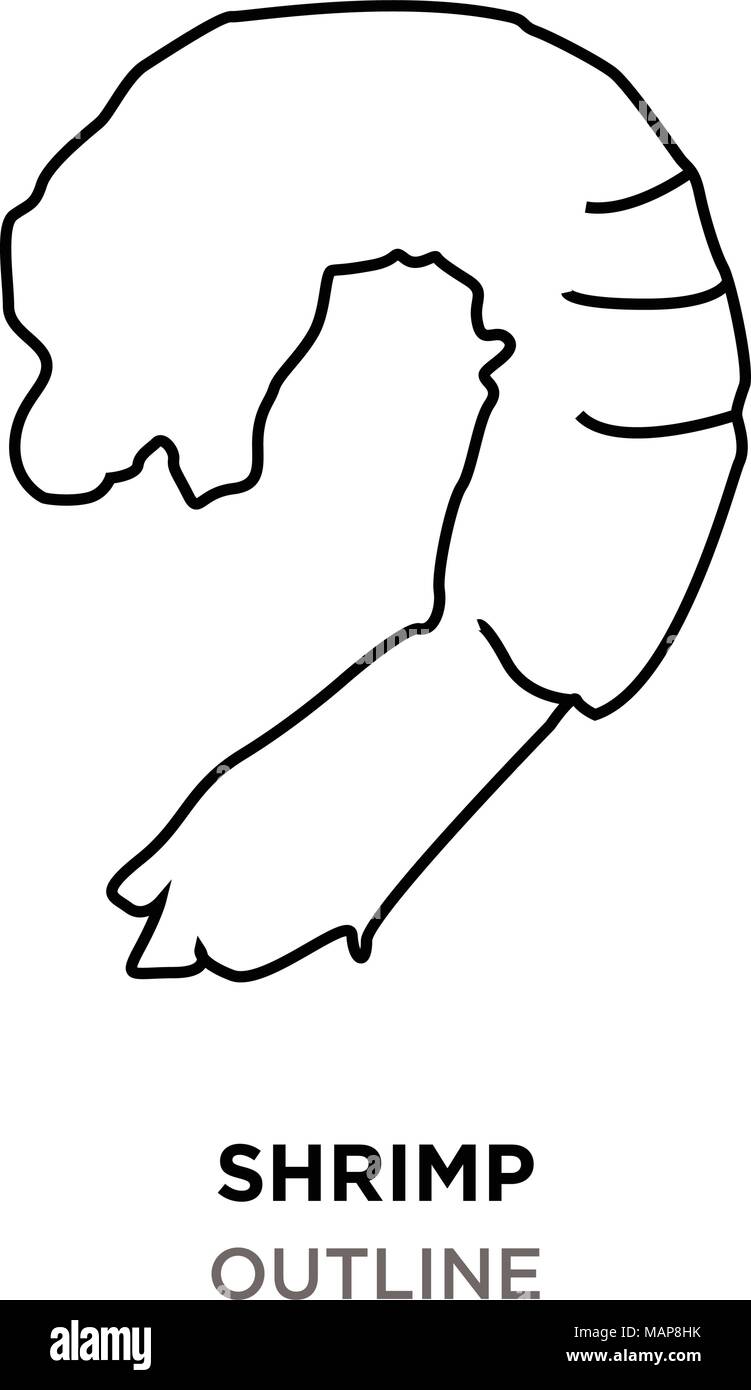 shrimp outline on white background Stock Vector Image & Art - Alamy