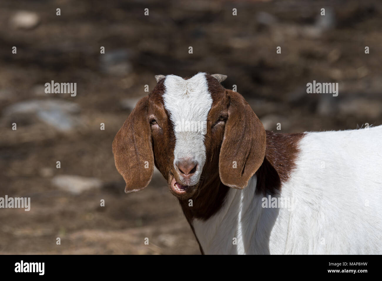Goat meat production hi-res stock photography and images - Alamy