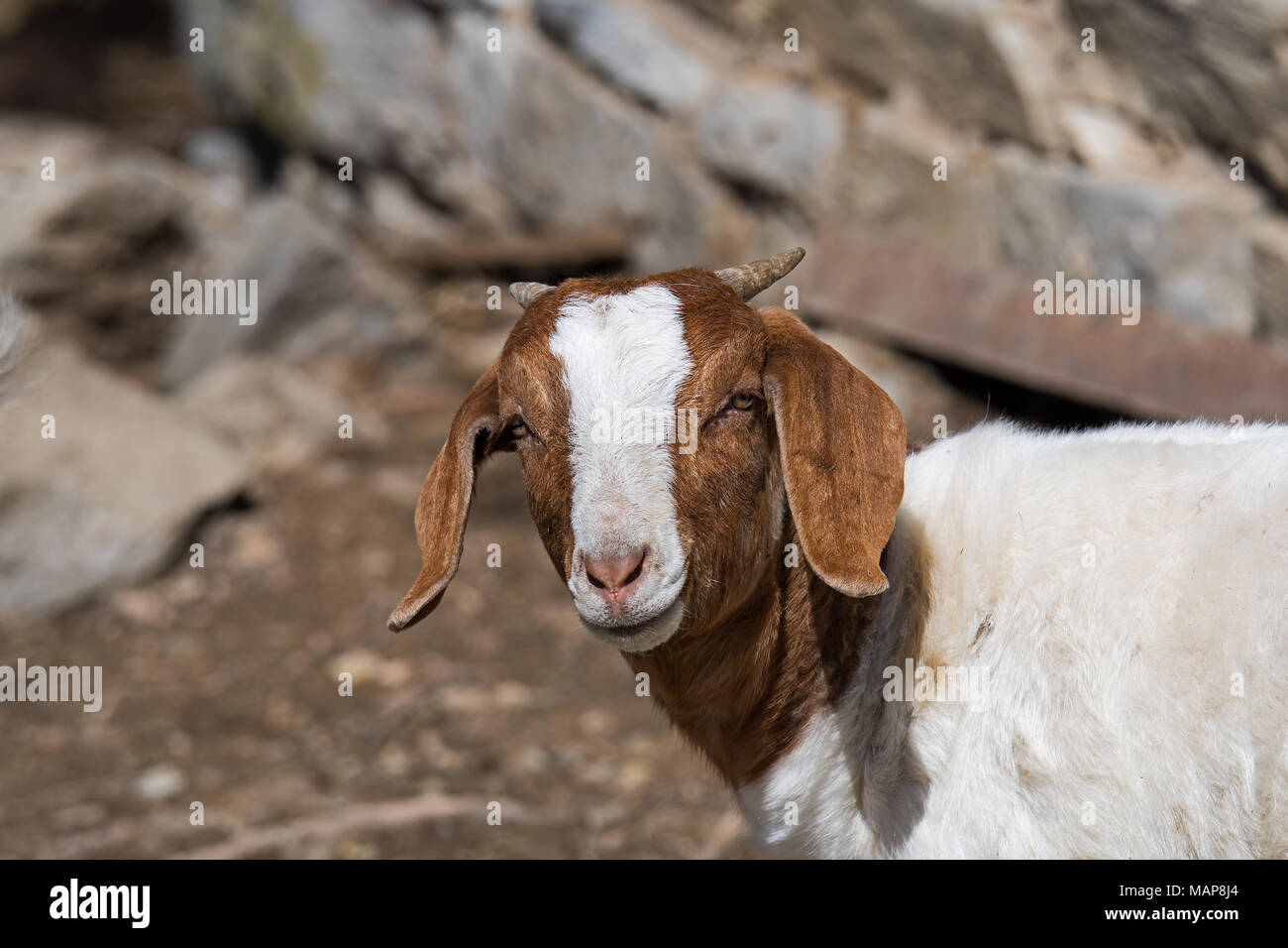 Boer farm in south africa hi-res stock photography and images - Alamy