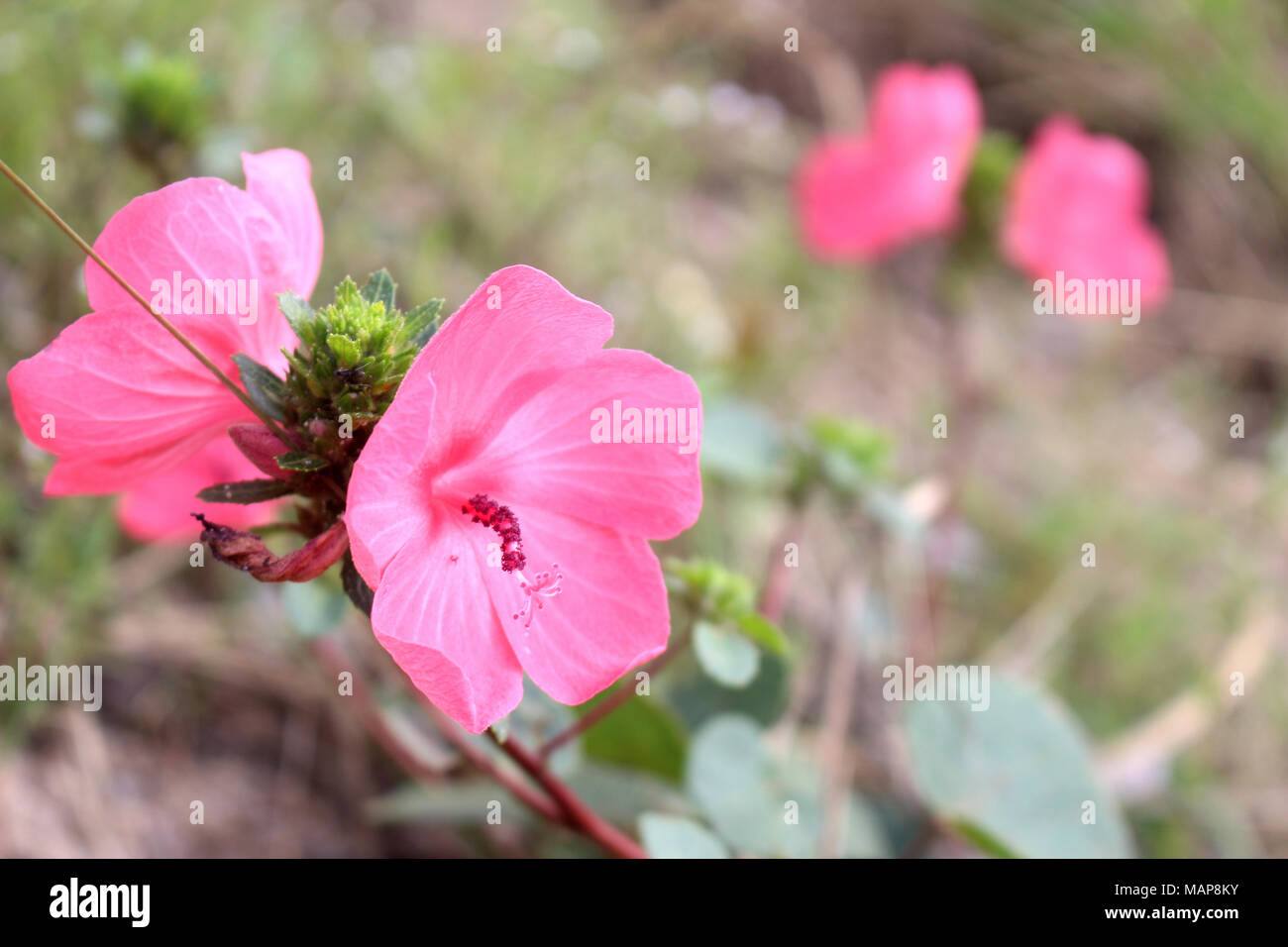 Hibiscus L High Resolution Stock Photography and Images - Alamy