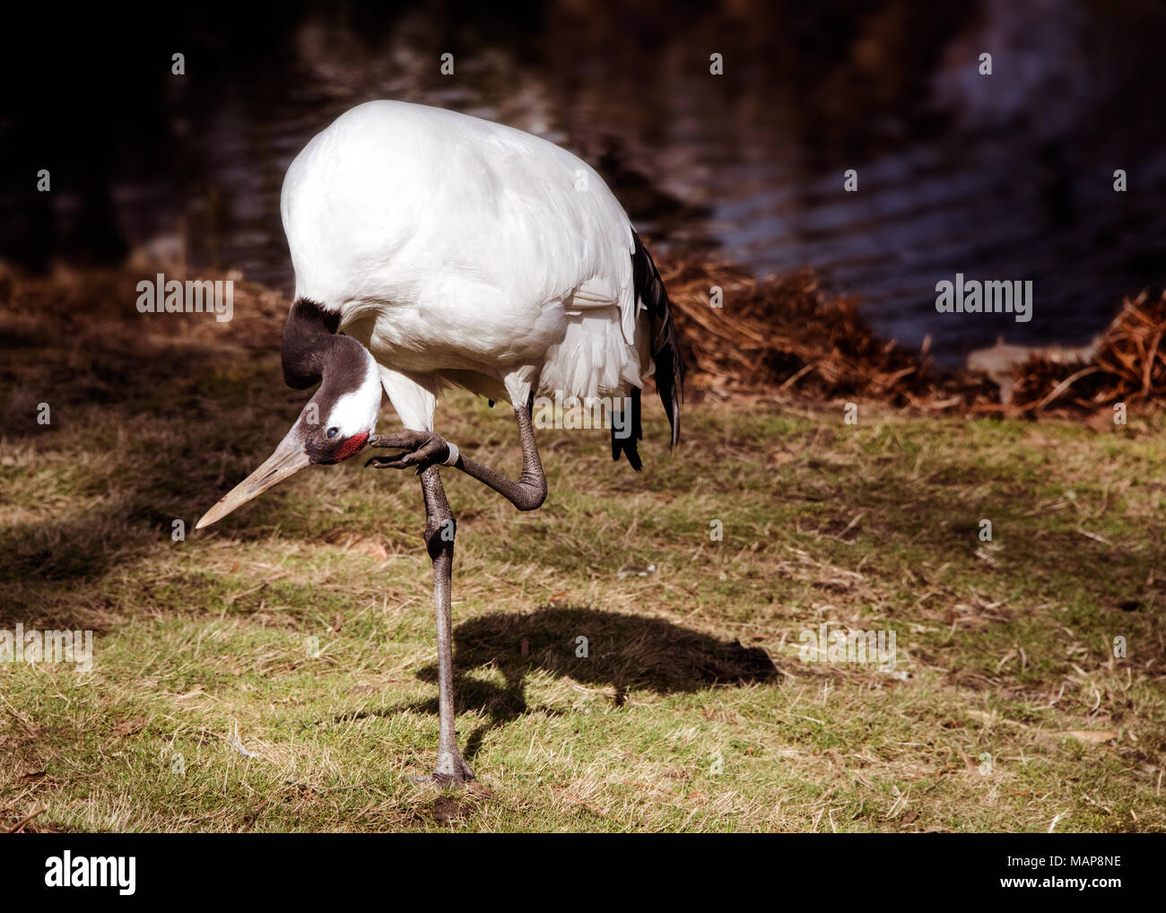 Crane standing on one leg hi-res stock photography and images - Alamy