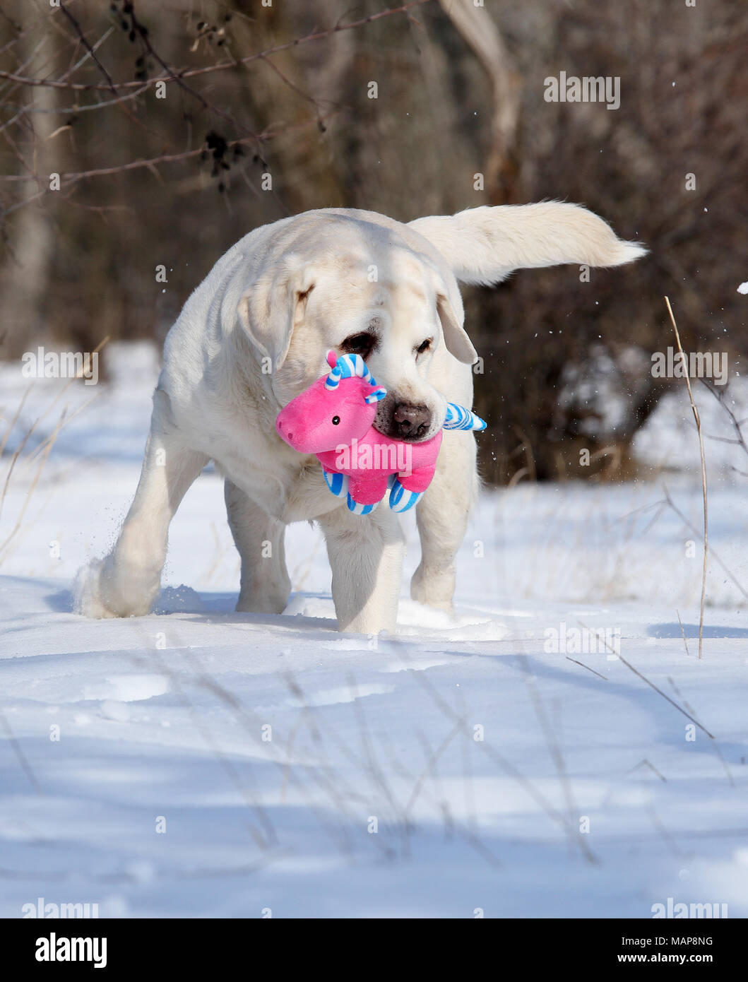 the cute yellow labrador in the snow in winter with a toy Stock Photo ...