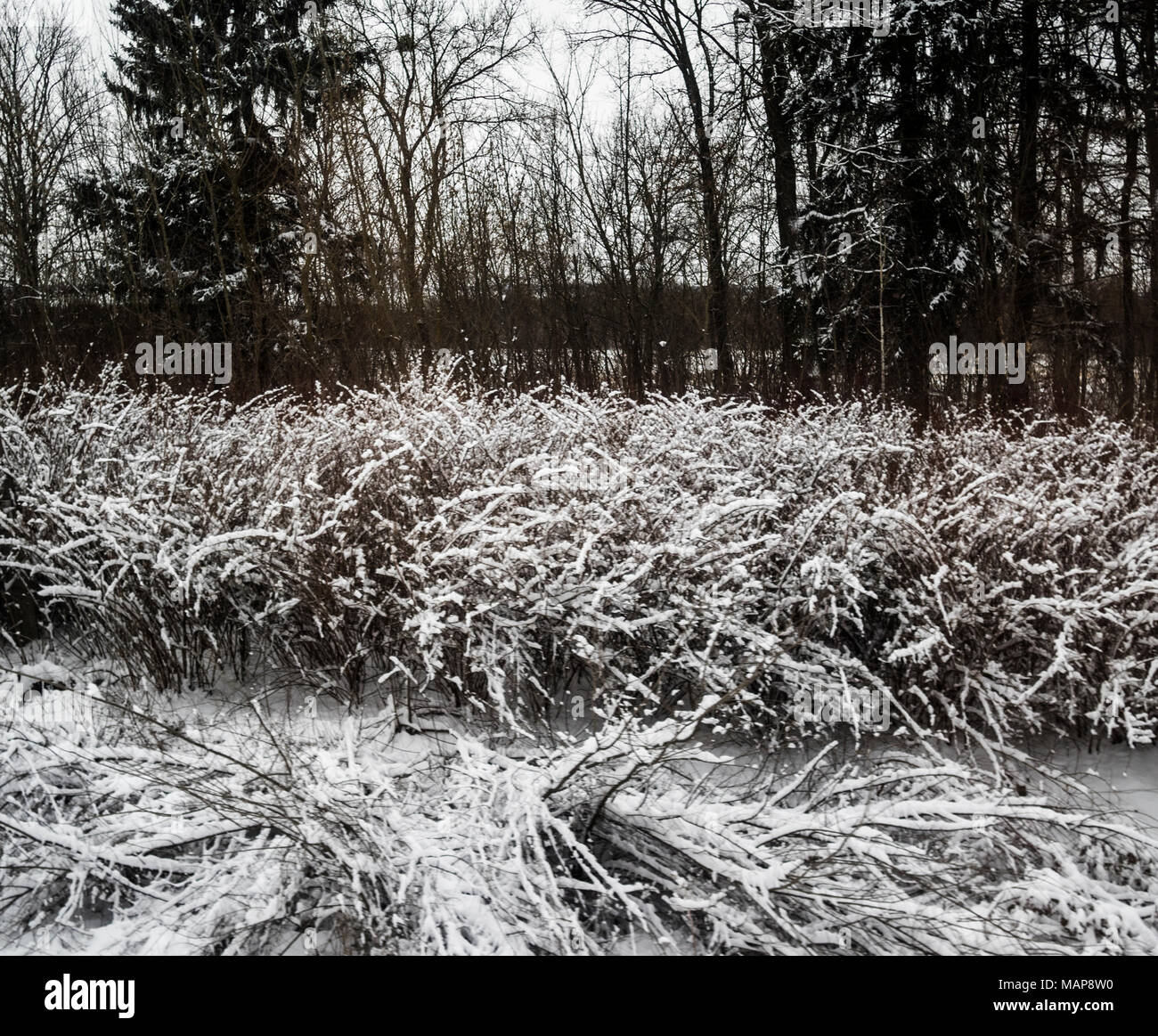 Cool snowball bushes hi-res stock photography and images - Alamy