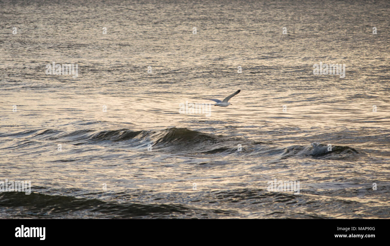 Seagull in flight over water hi-res stock photography and images - Alamy