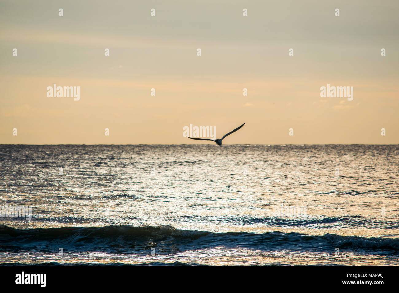 seagull in flight over water Stock Photo - Alamy