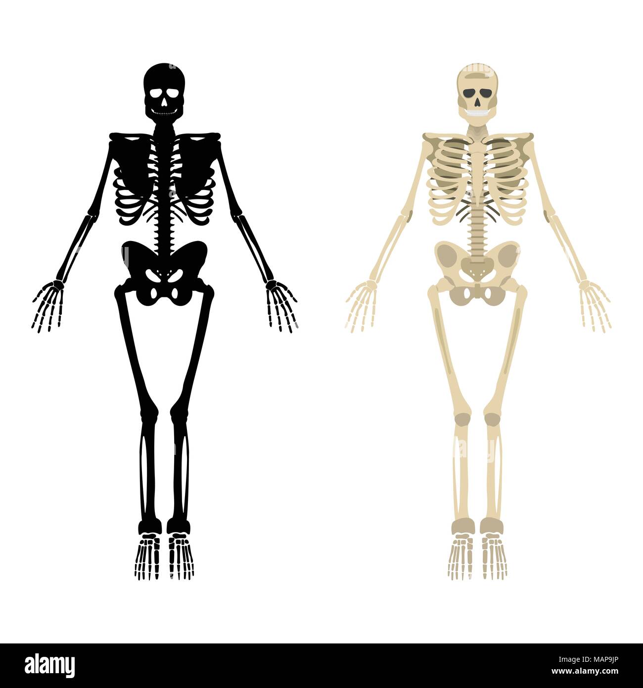 Skeleton icon. Human Skeleton front side Silhouette. Isolated on White ...