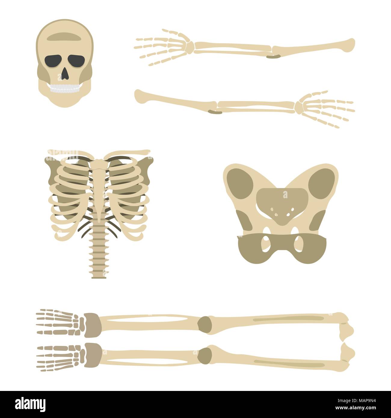 Skeleton parts icon. Human Skeleton front side Silhouette. Isolated on ...