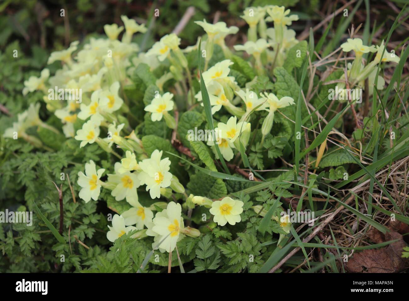 Many Blossomed Primrose in Flower in a Field Margin Drainage Ditch in ...