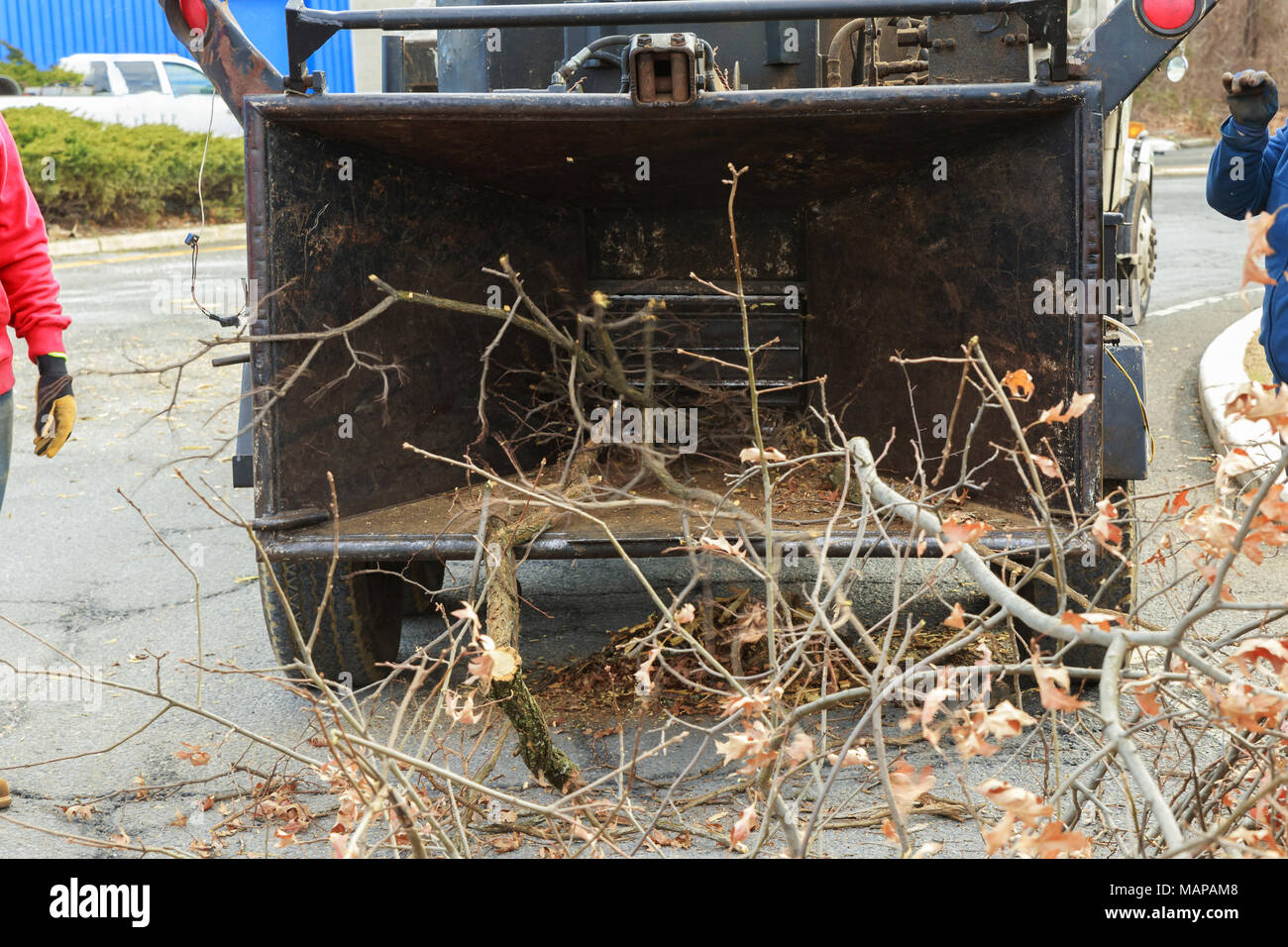 Landscapers using chipper machine to remove and haul chainsaw tree ...
