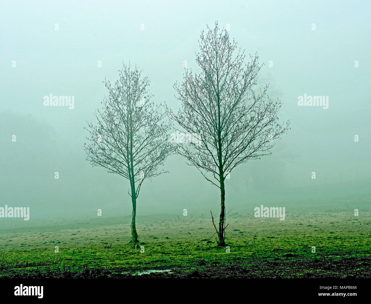 2 TREES IN THE MIST Stock Photo - Alamy