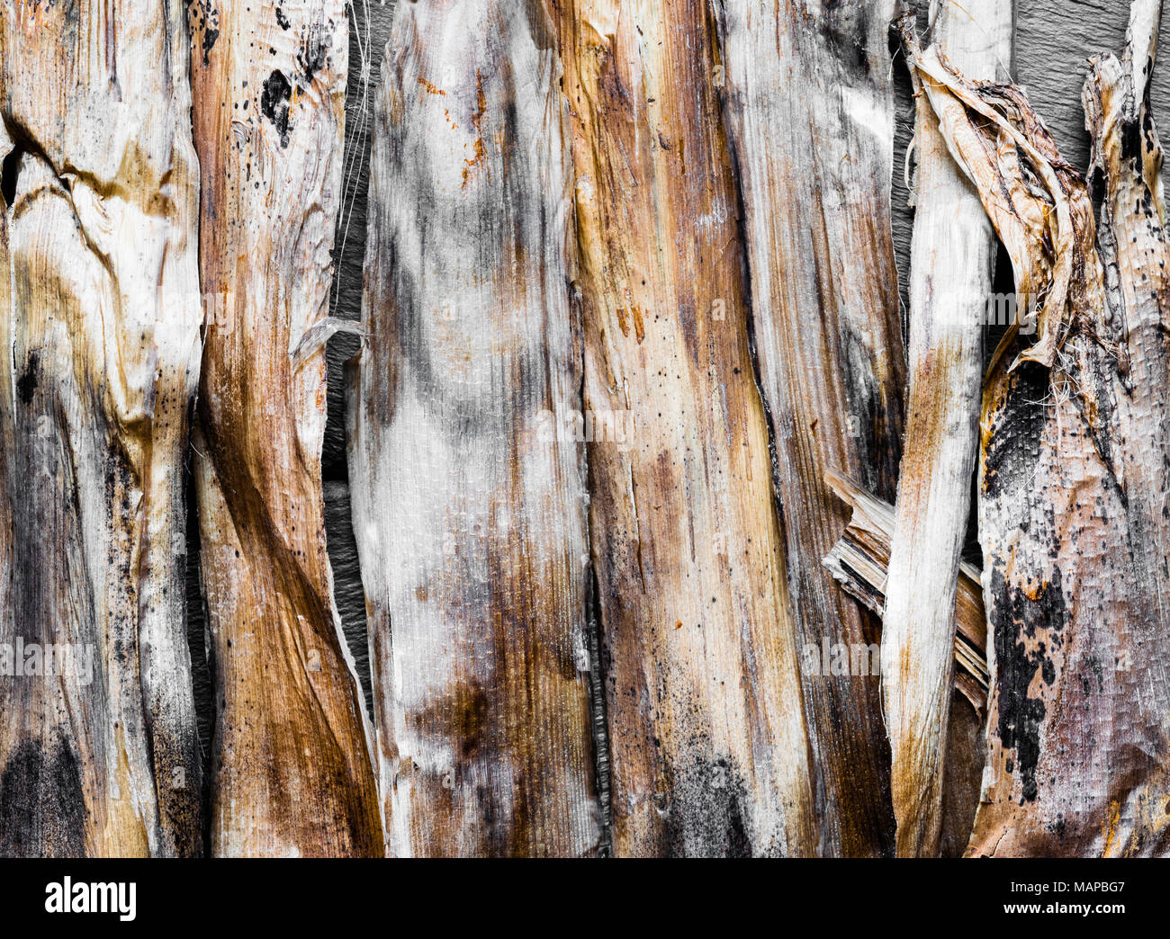 Banana tree dry barks background surface with visible black stone ...
