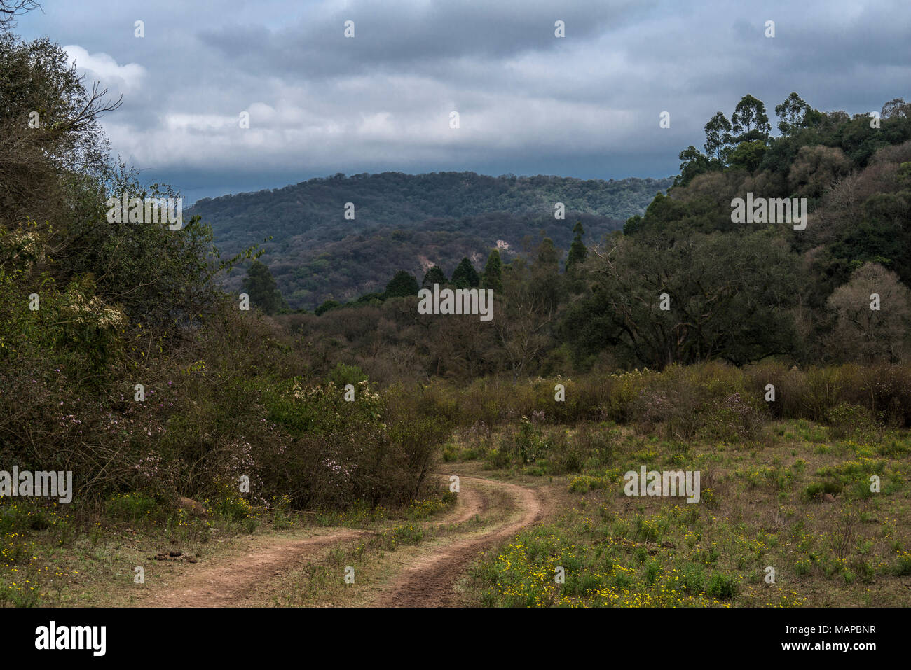 curves of a path that goes into the landscape Stock Photo - Alamy