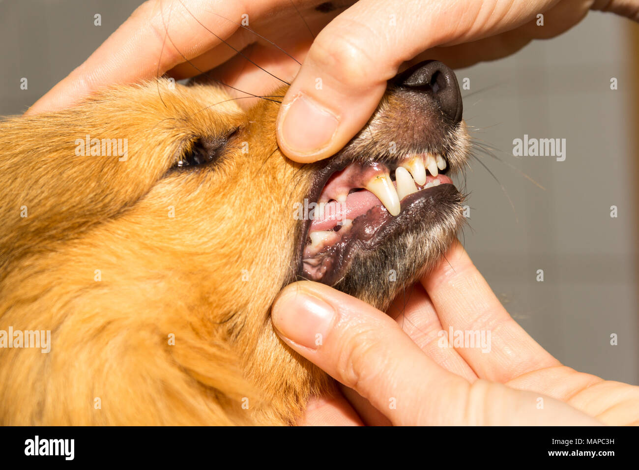 Dog On A Human Mouth