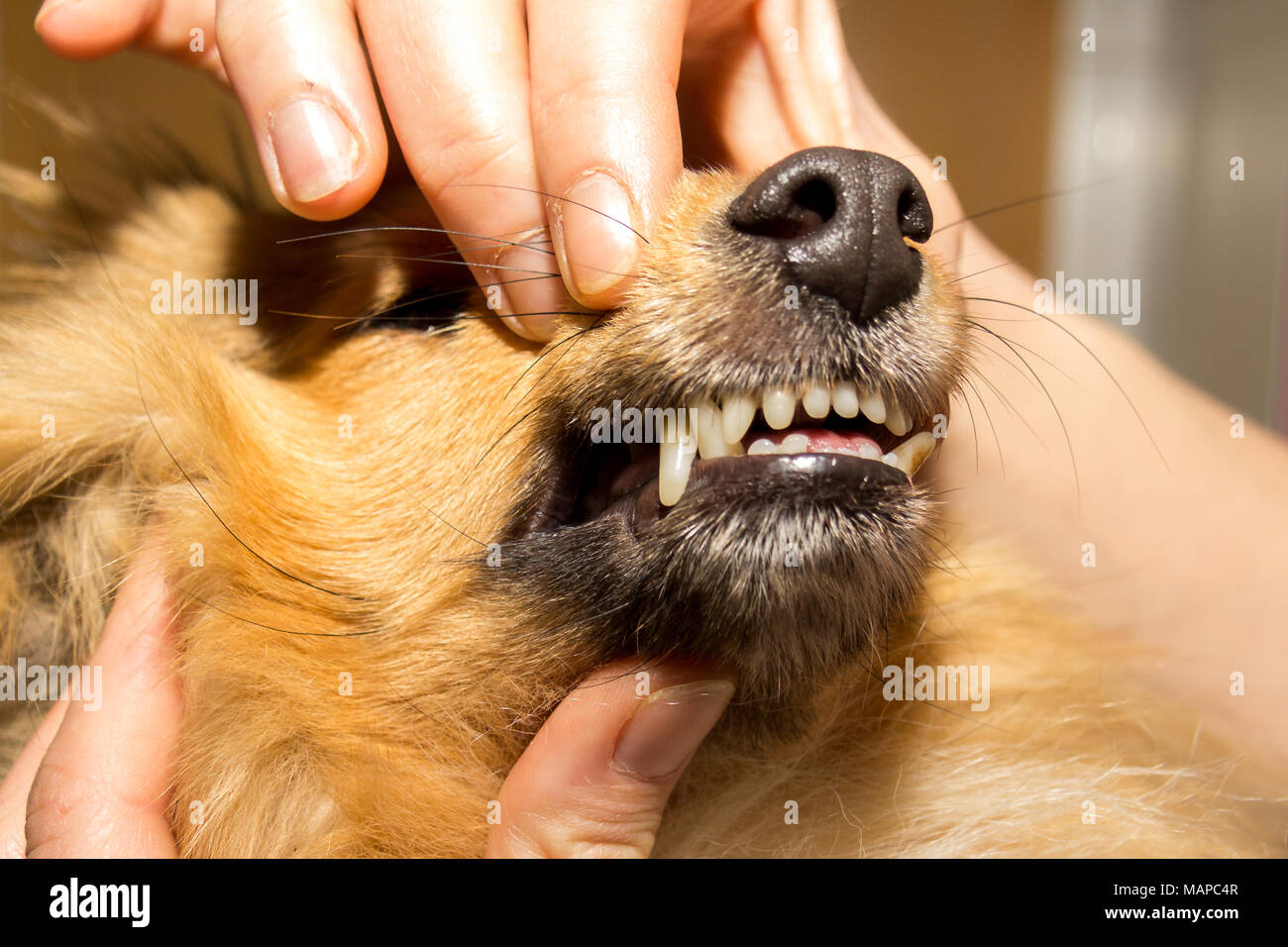 a human hand on a dog mouth Stock Photo - Alamy