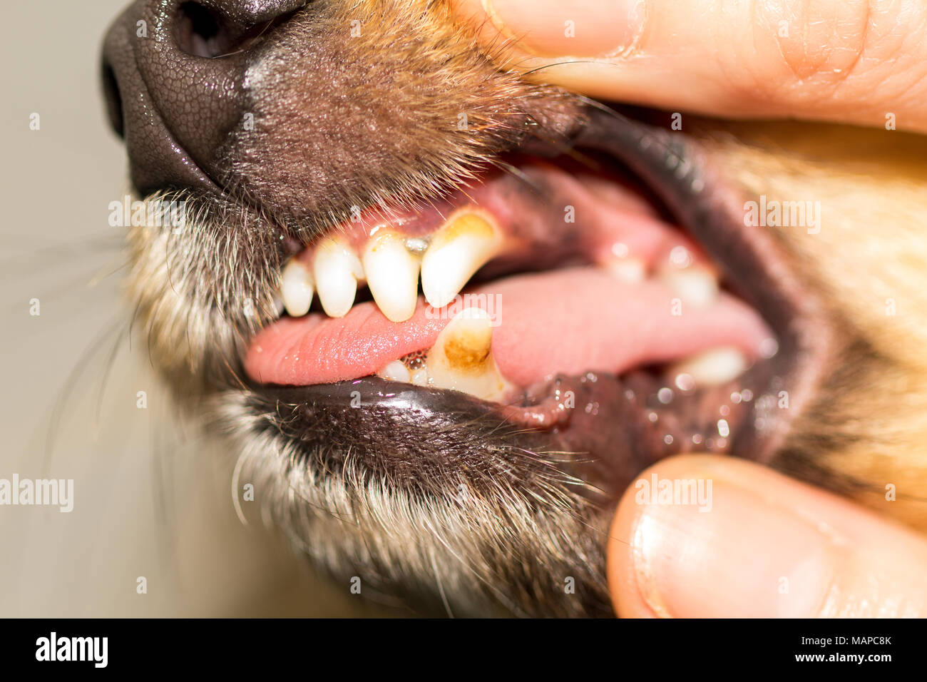 Human canine tooth hi-res stock photography and images - Alamy