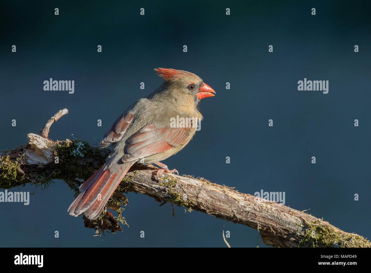 Portrait of northern cardinal hi-res stock photography and images - Alamy