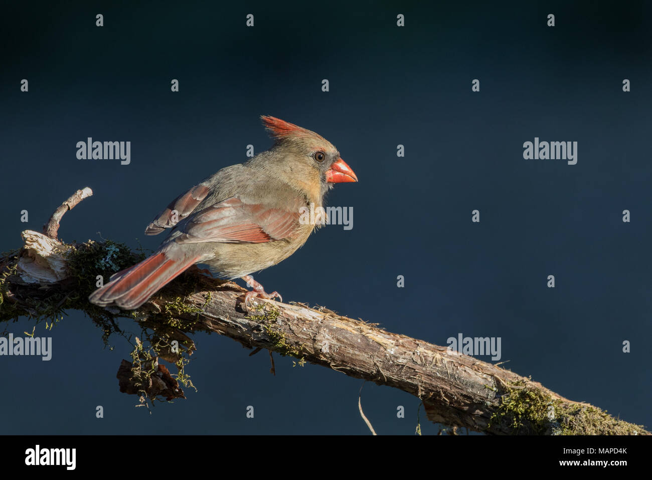 Cardinal portrait hi-res stock photography and images - Alamy