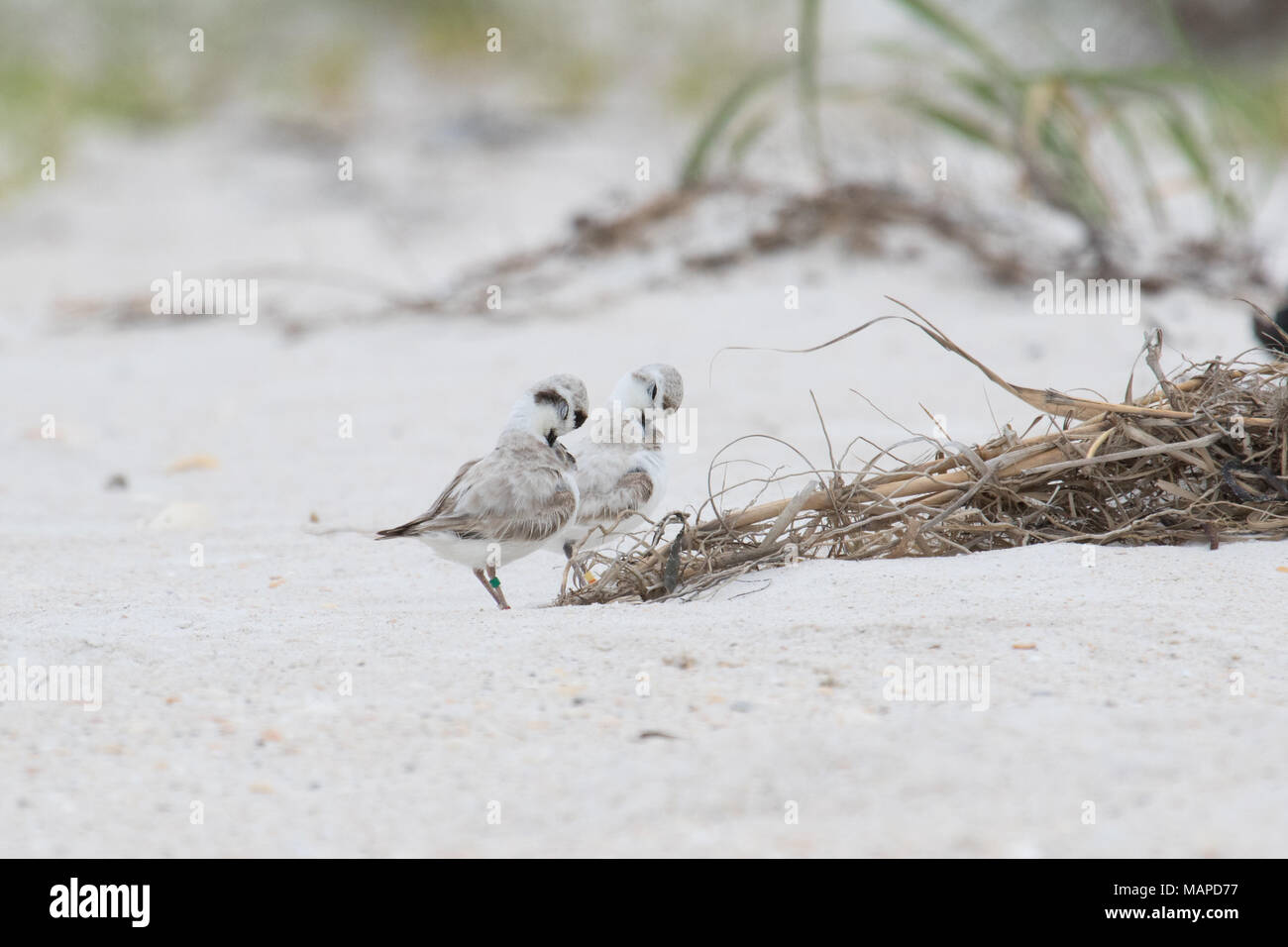 Mating pair waders hi-res stock photography and images - Alamy