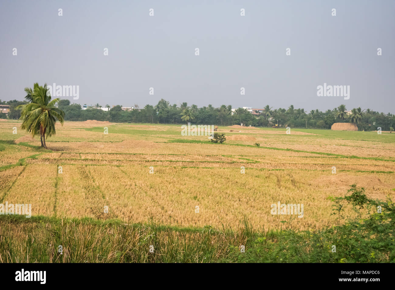 Cutting rice crop hi-res stock photography and images - Alamy