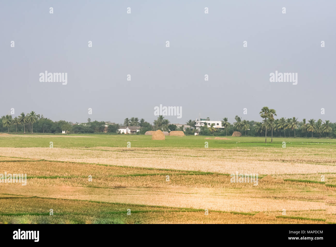 Cutting rice crop hi-res stock photography and images - Alamy
