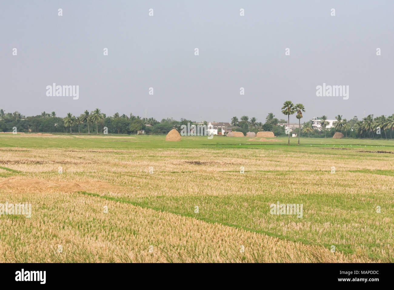 Cutting paddy hi-res stock photography and images - Alamy