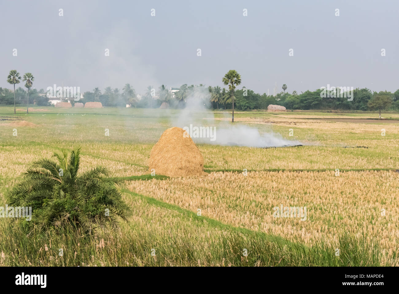 Rice straw burning and smoke is flowing at surrounding Stock Photo - Alamy