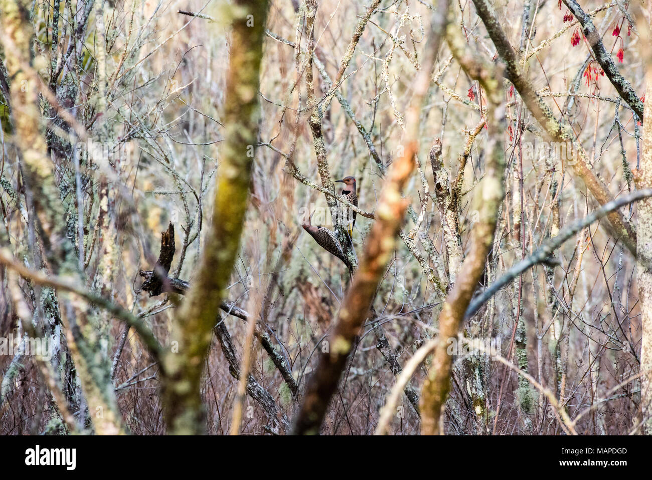 Female Northern Flicker High Resolution Stock Photography and Images ...