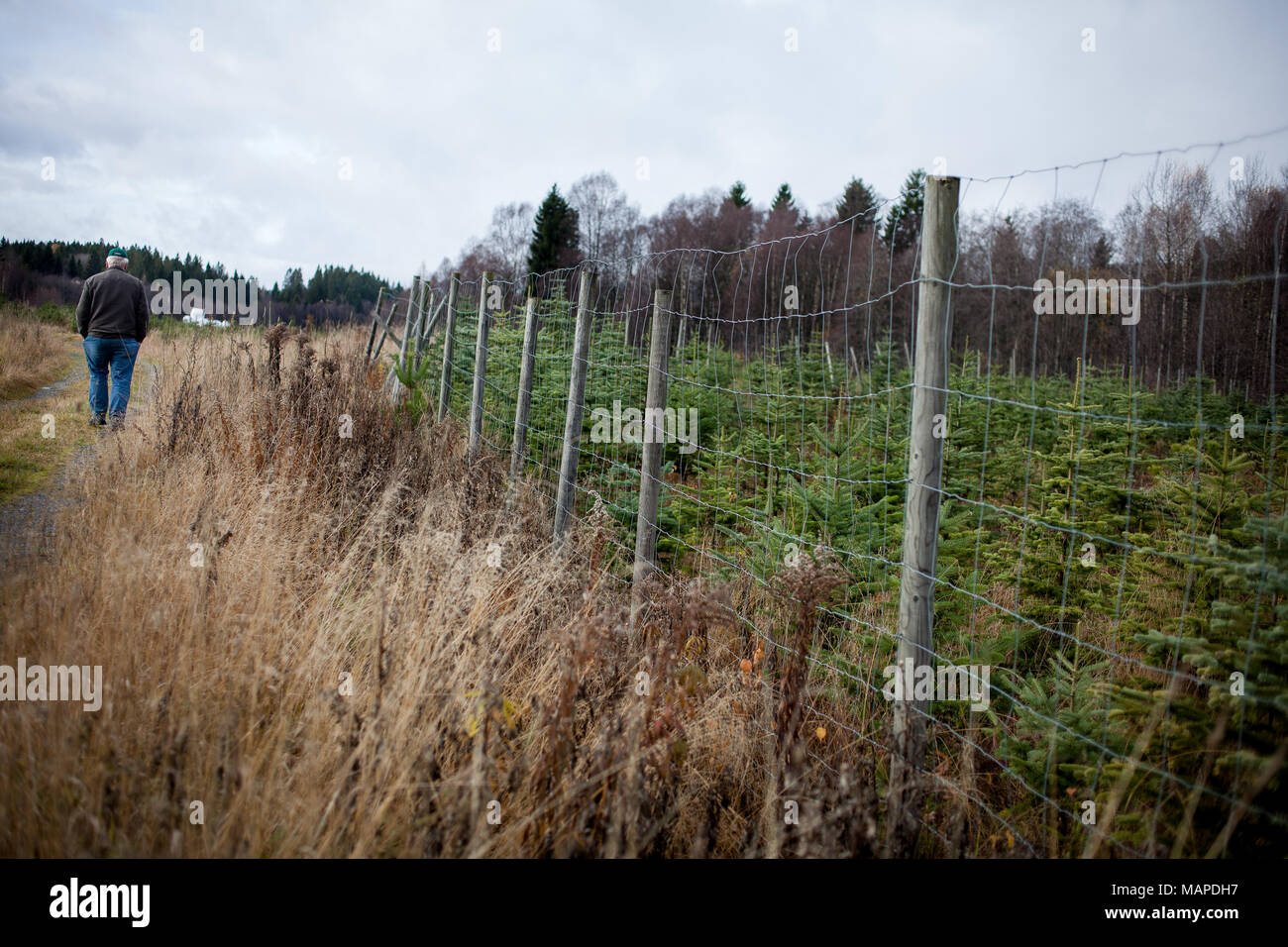 Old man walking on a farm Stock Photo - Alamy