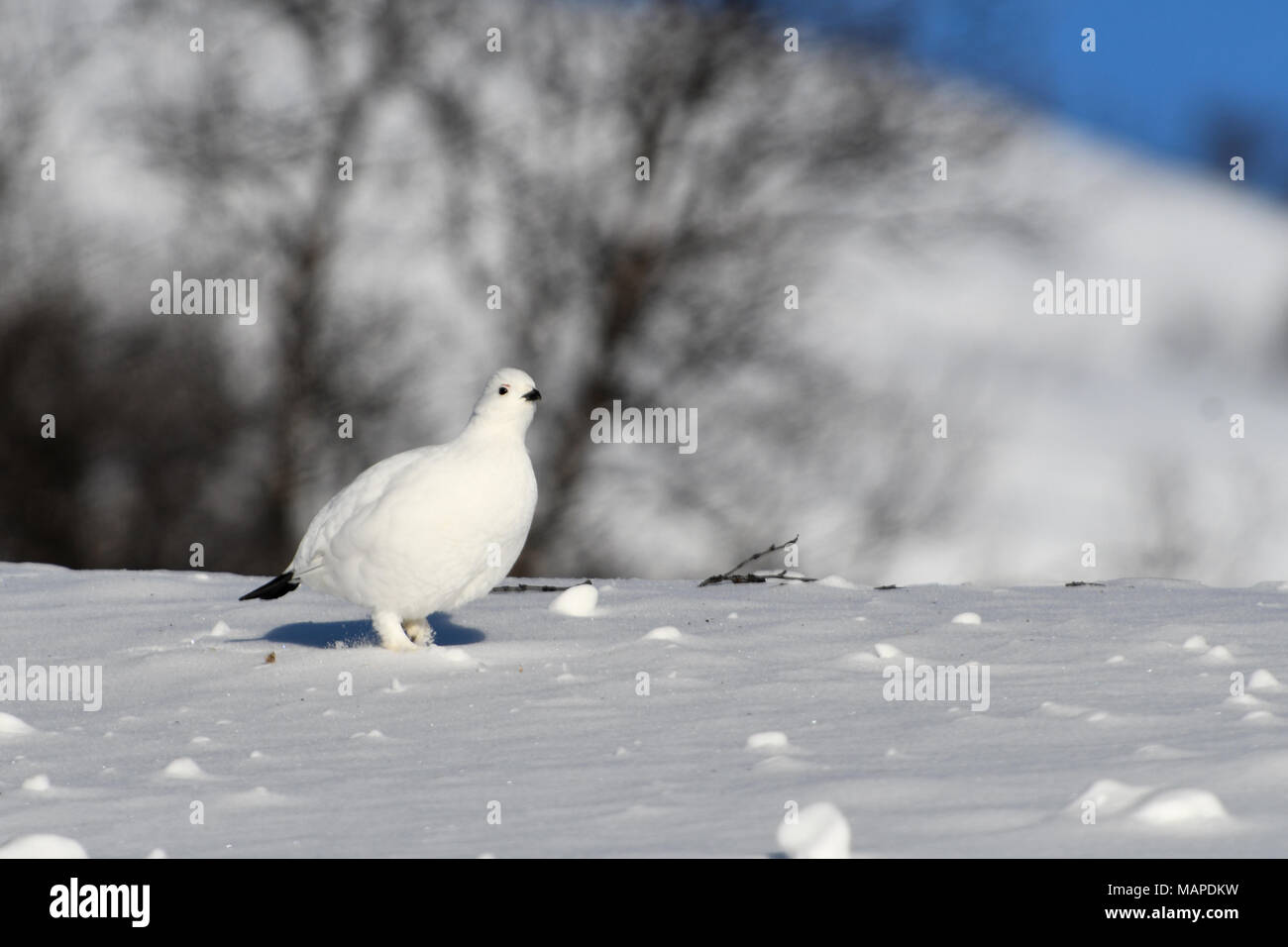 White grouse hi-res stock photography and images - Alamy