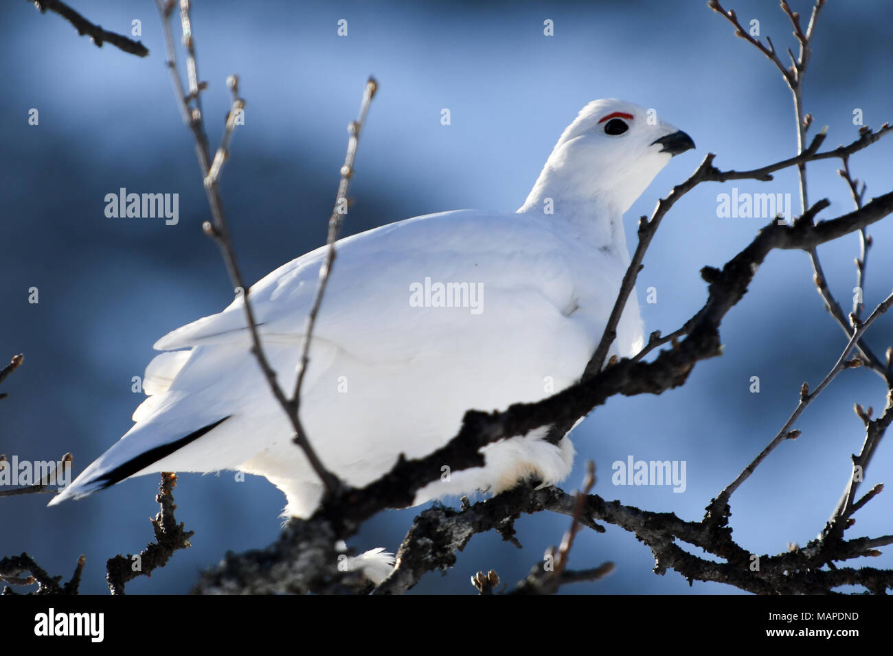 White grouse hi-res stock photography and images - Alamy