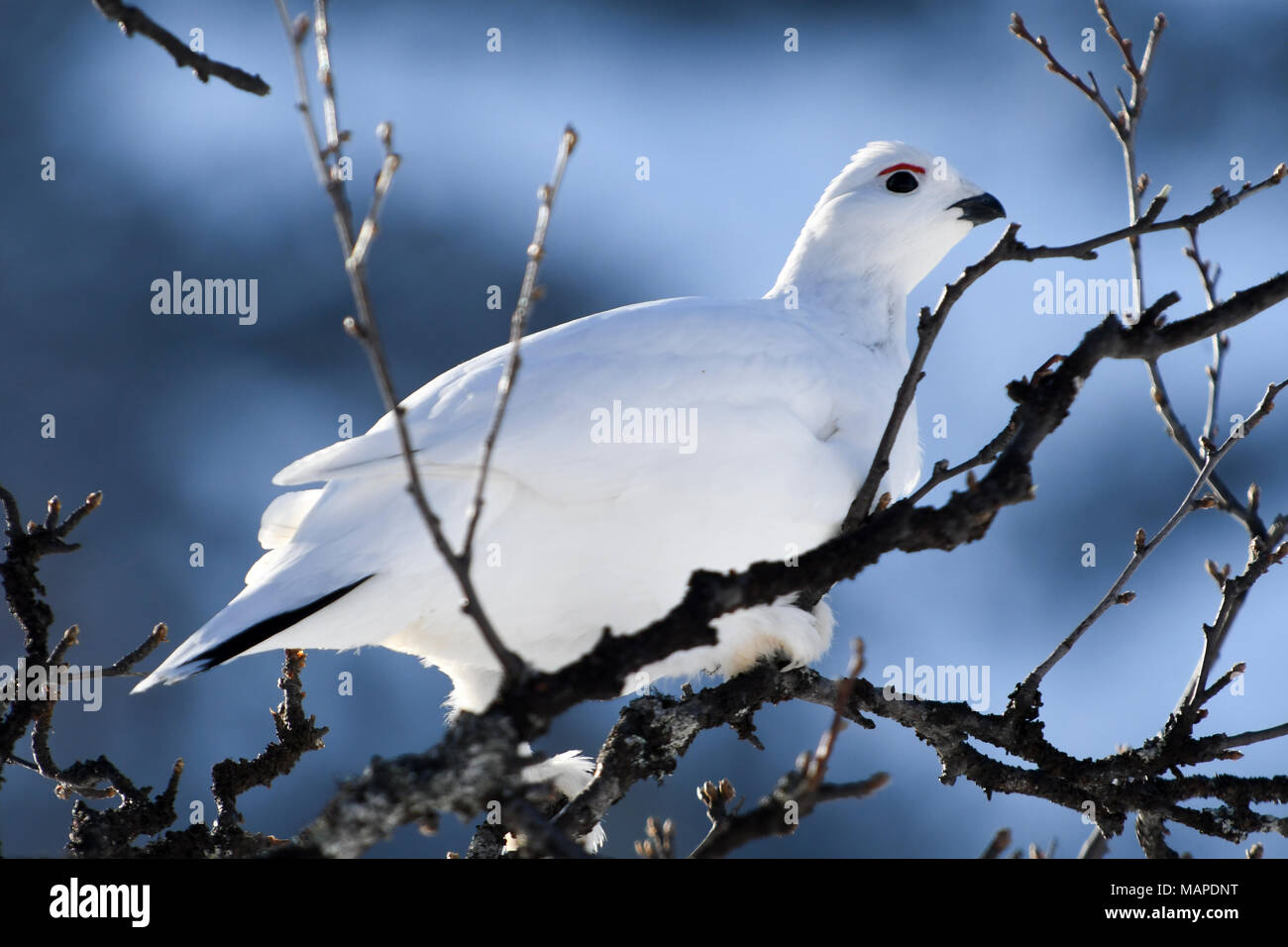 Wild grouse in Norwegian mountains Stock Photo - Alamy