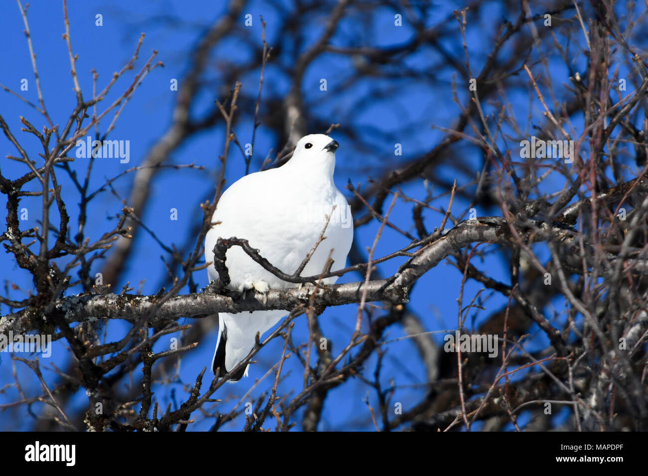 Wild grouse in Norwegian mountains Stock Photo - Alamy