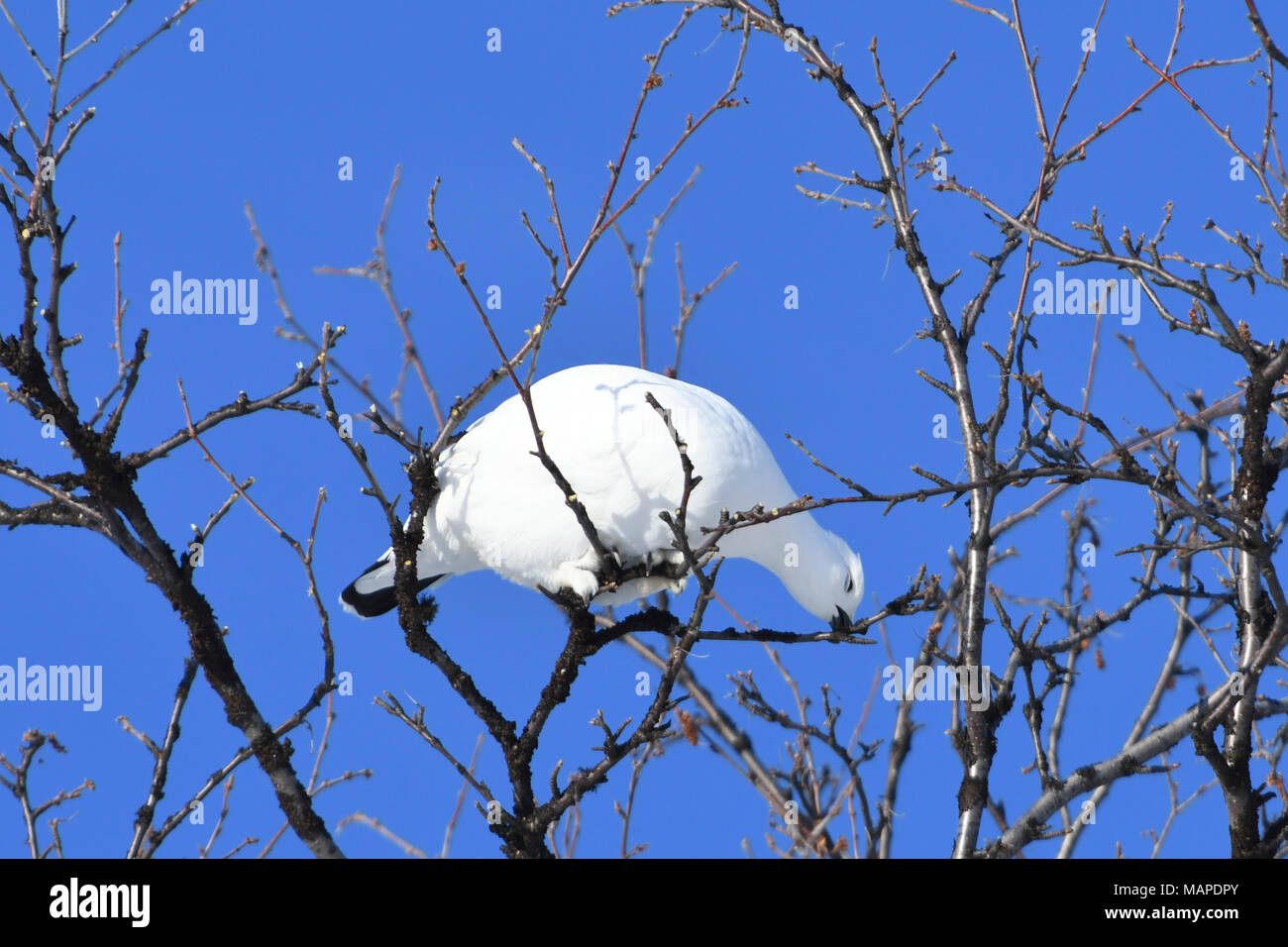 Wild grouse in Norwegian mountains Stock Photo - Alamy