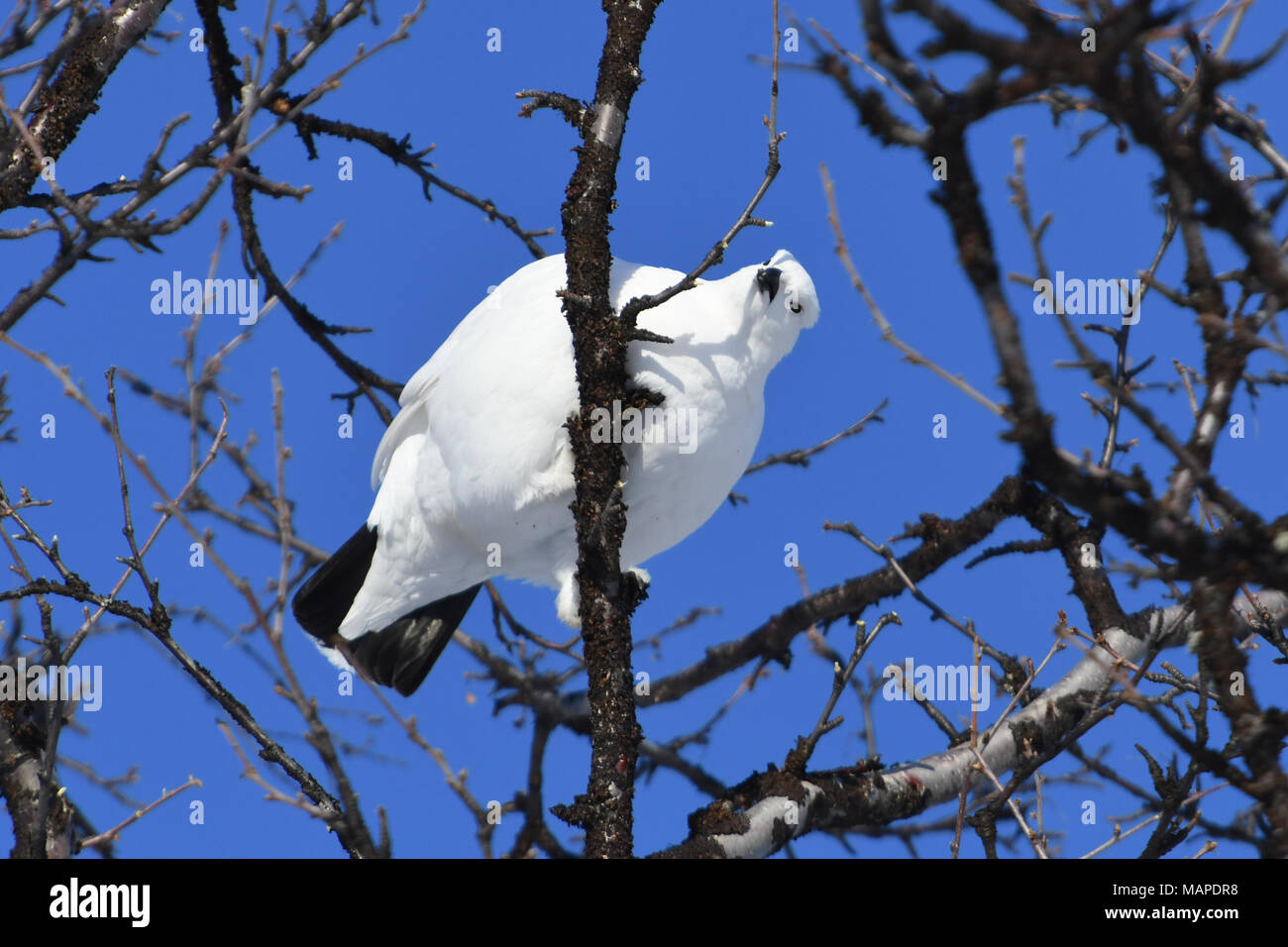 White grouse hi-res stock photography and images - Alamy