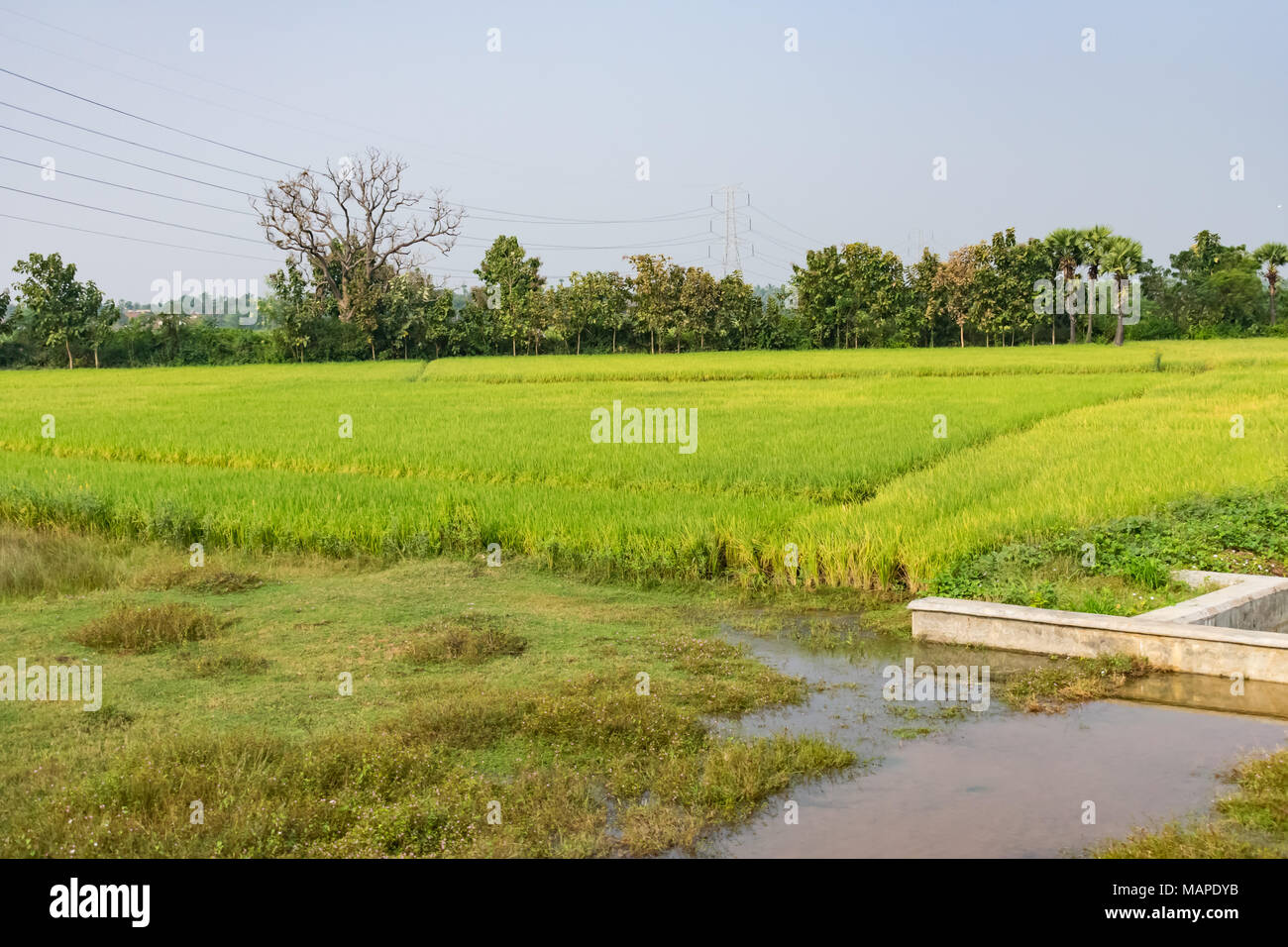 A greenery paddy farming ready for harvesting with lots of trees view ...