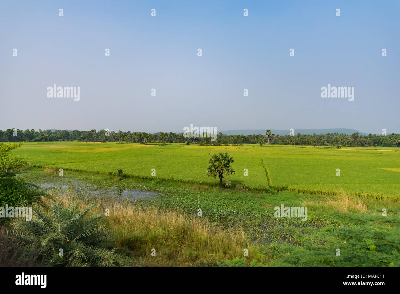 A greenery paddy farming ready for harvesting with lots of trees view ...