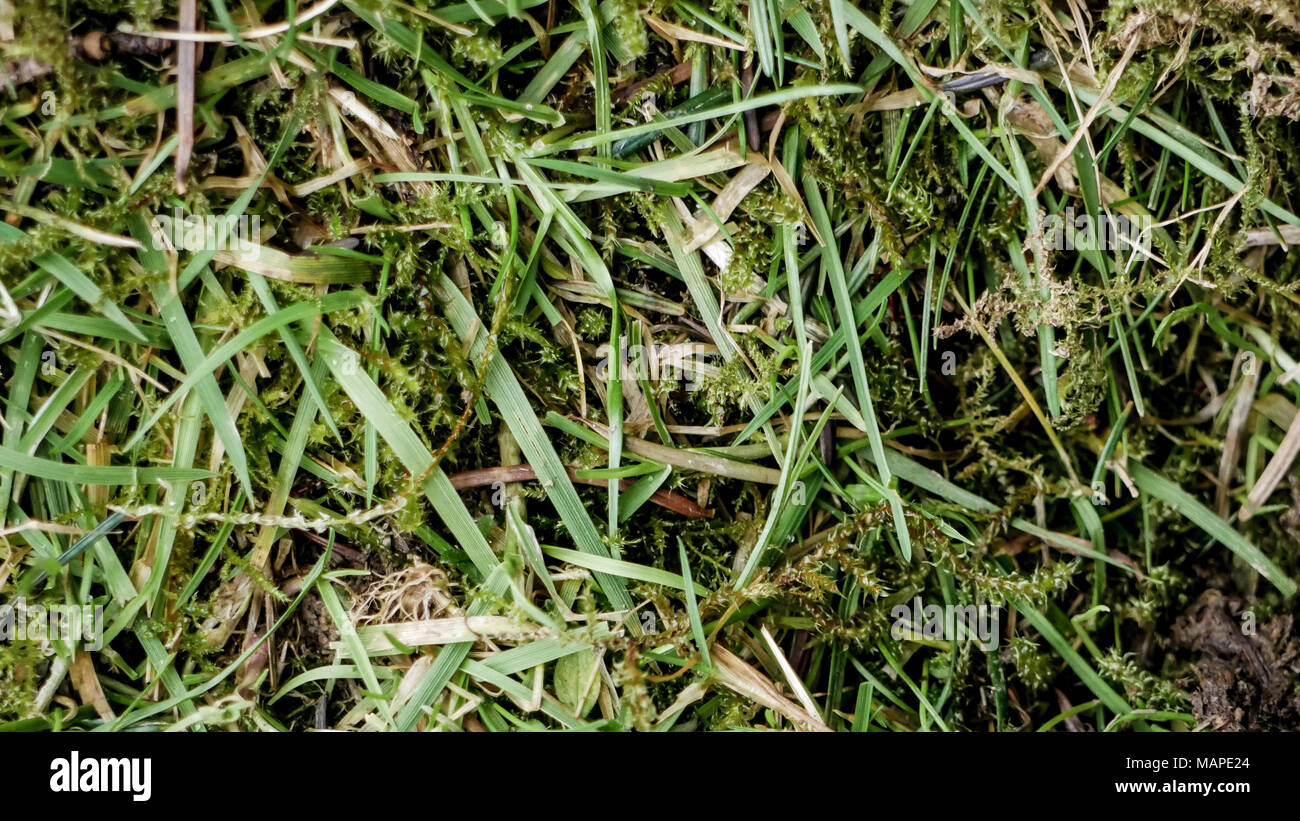 Mossess hi-res stock photography and images - Alamy