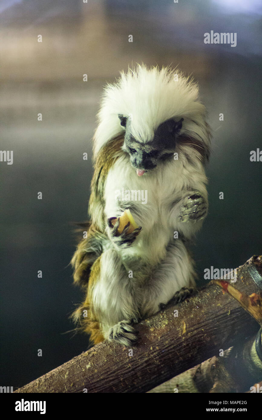 Specific type of monkey At the welsh mountain zoo in colwyn bay, wales ...