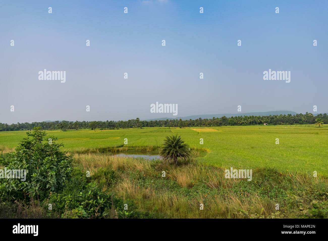 A greenery paddy farming ready for harvesting with lots of trees view ...