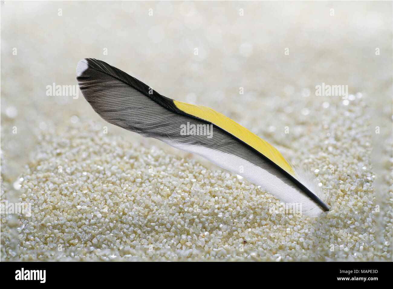 Detail from a feather of a songbird Stock Photo - Alamy